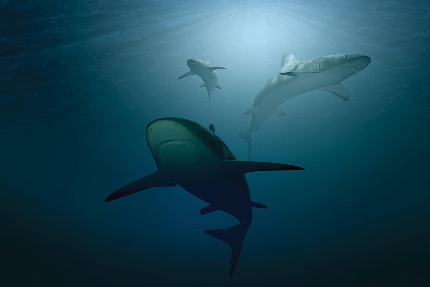 The Top Places To Scuba Dive With Sharks