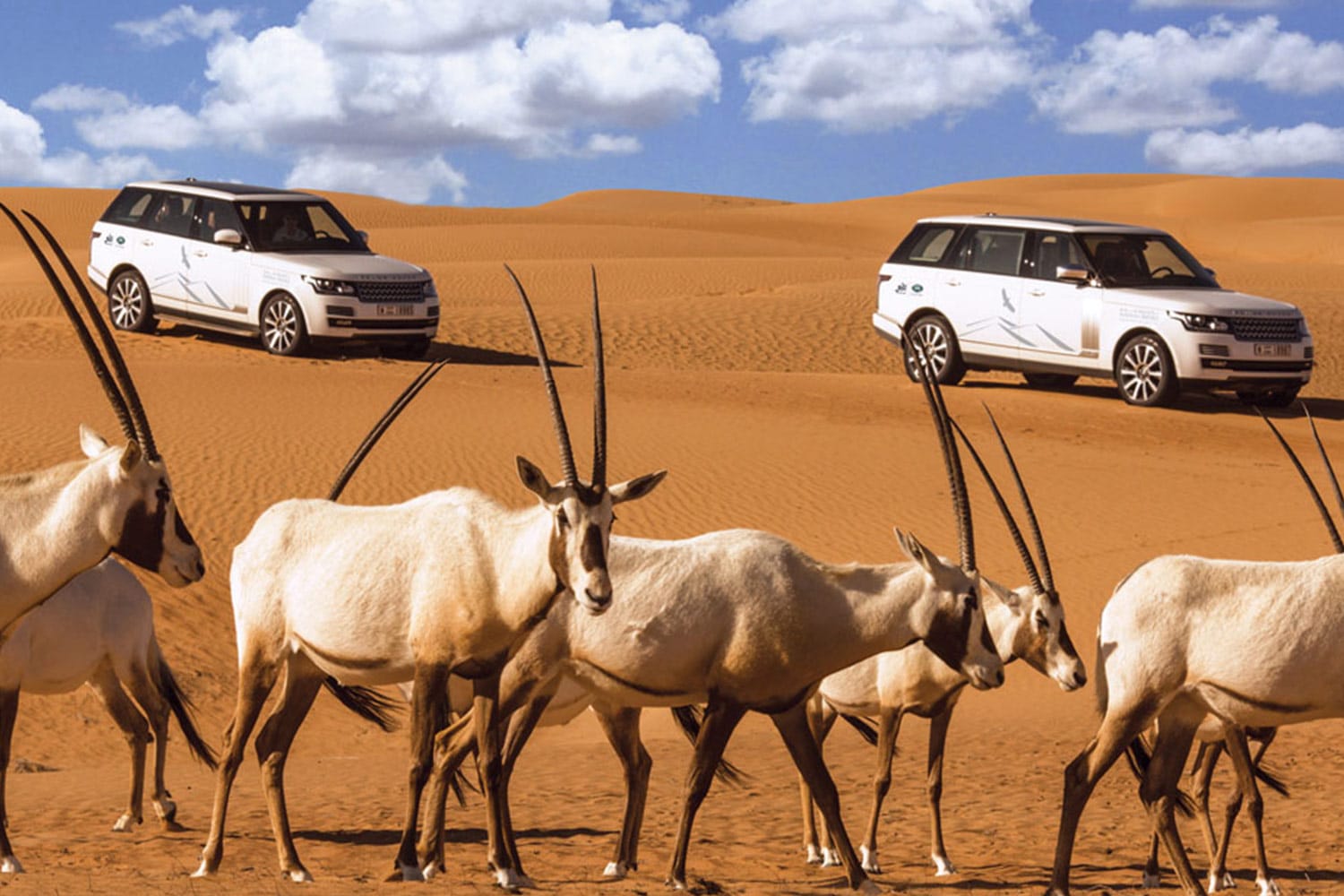 Alternative Safari Experiences: A Wildlife Lover’s Guide